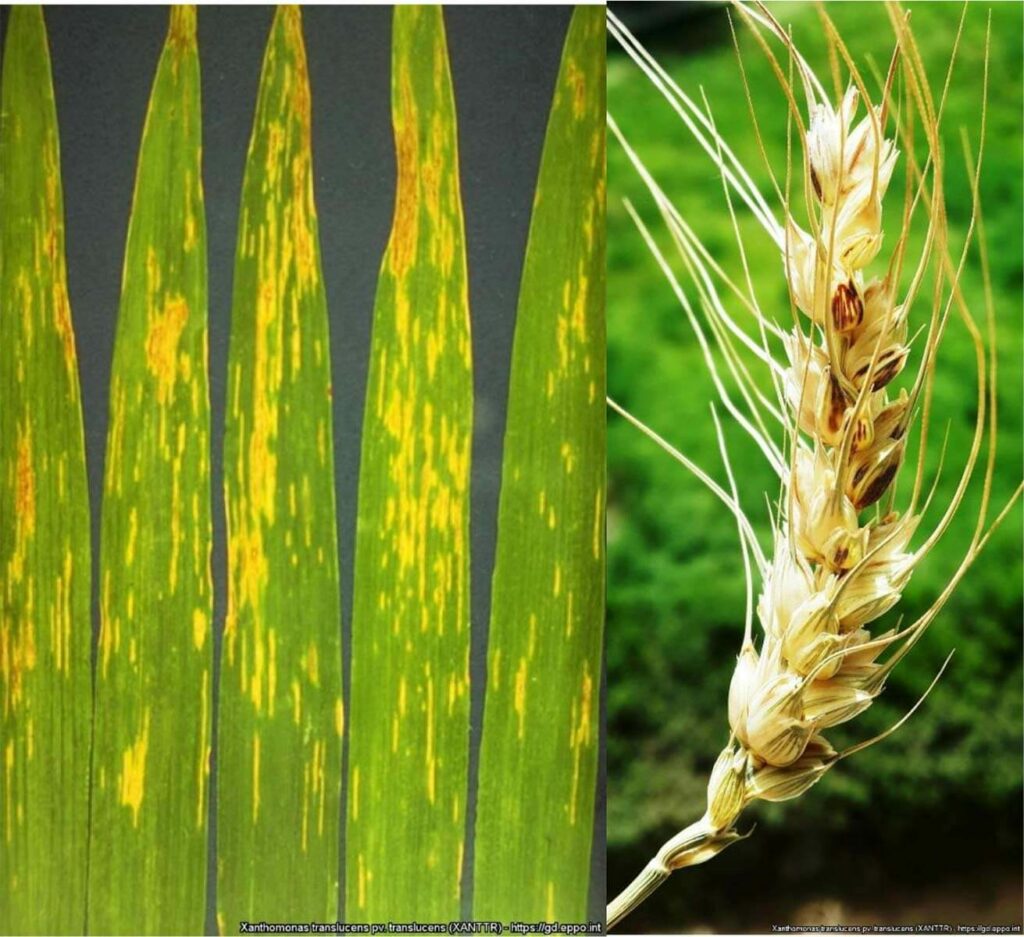 Seed Testing – Strathmore Seed Cleaning Plant